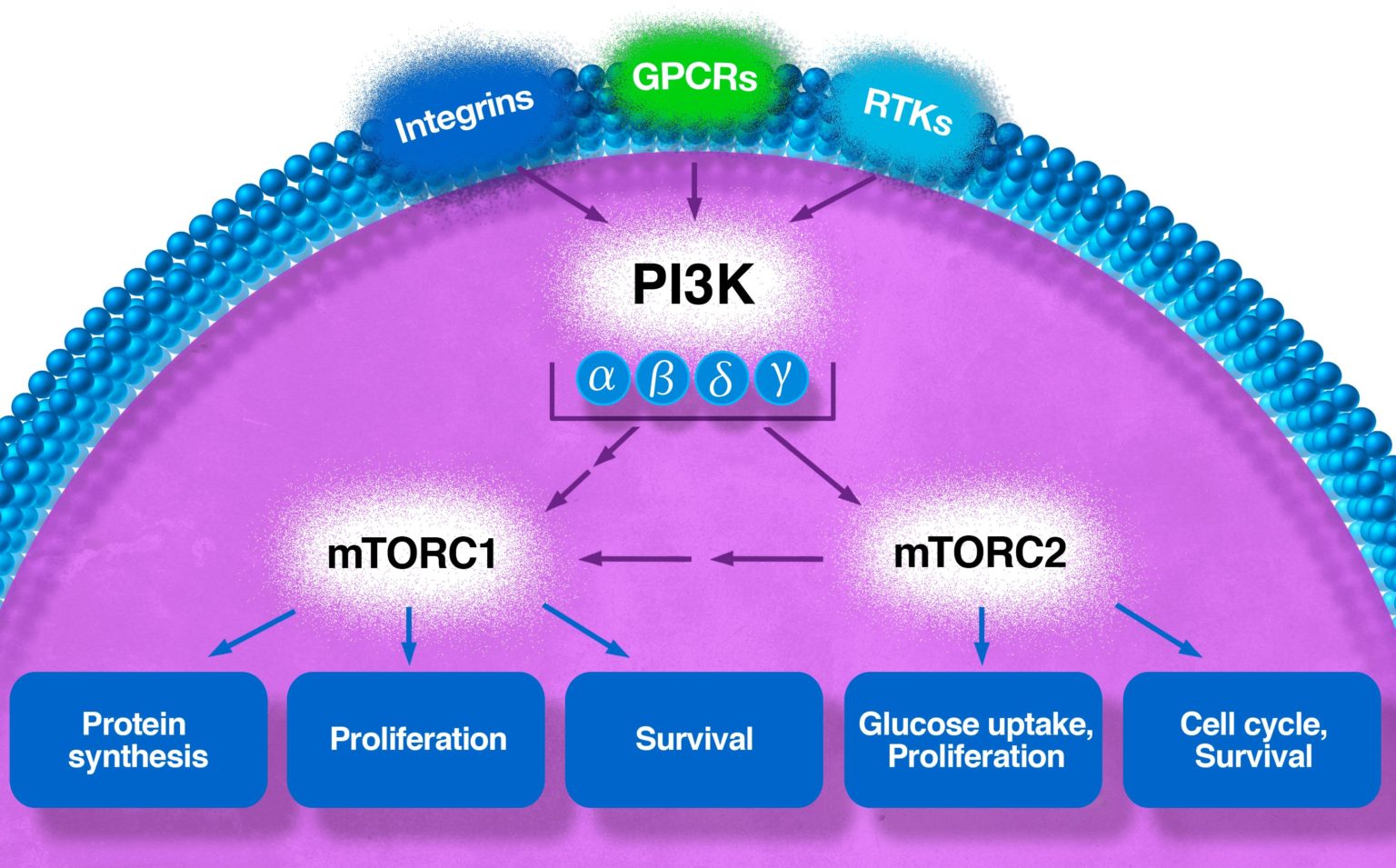 The PI3K – mTOR Pathway - Celcuity The PI3K – mTOR Pathway - Celcuity
